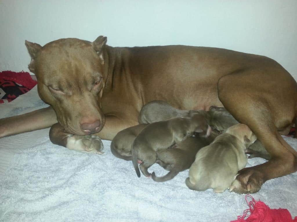 pui pitbull red nose - Mica Publicitate