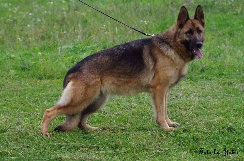 pui ciobanesc german - Mica Publicitate