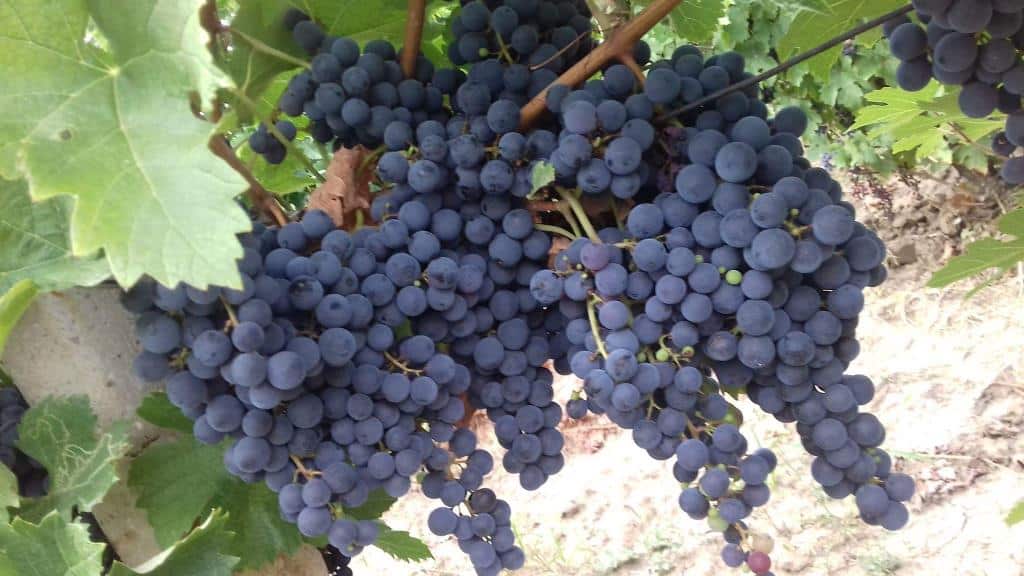 struguri ️ Mica Publicitate