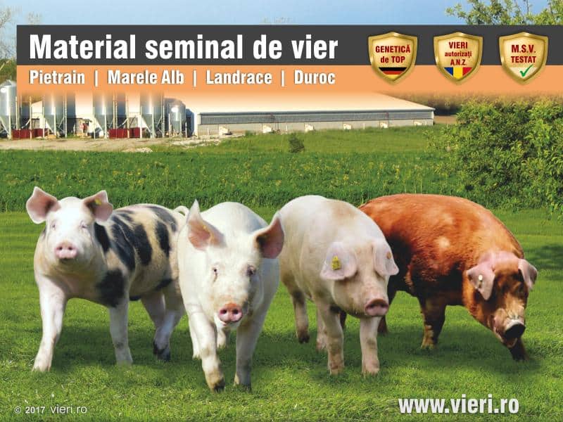 Material seminal de vier - rasa Pietrain, Marele Alb, Landrace, Duroc ️ ...