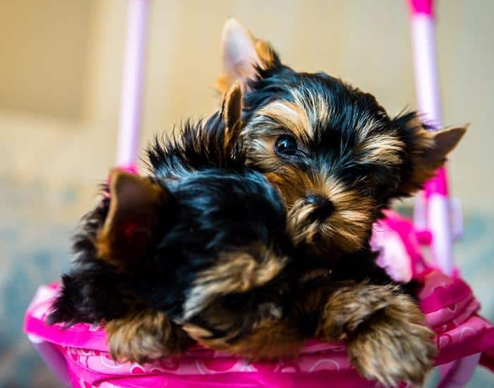Catei Yorkshire Terrier disponibili sa plece intr-un camin curat si ca ...