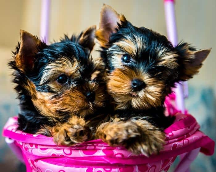Catei Yorkshire Terrier disponibili sa plece intr-un camin curat si ca ...