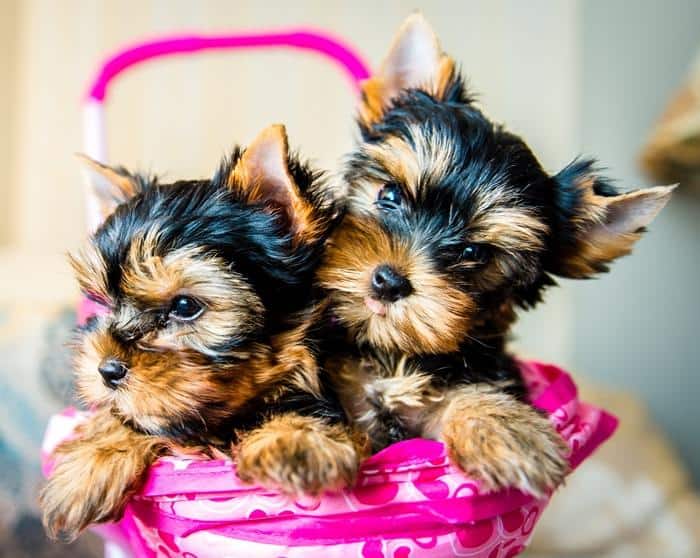Catei Yorkshire Terrier disponibili sa plece intr-un camin curat si ca ...