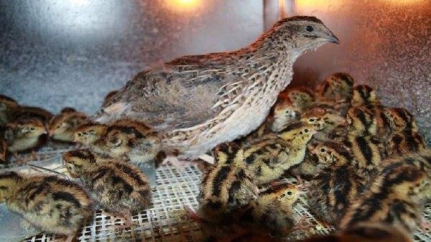 Vindem pui de prepelita, oua si carne de prepelita ️ Mica Publicitate