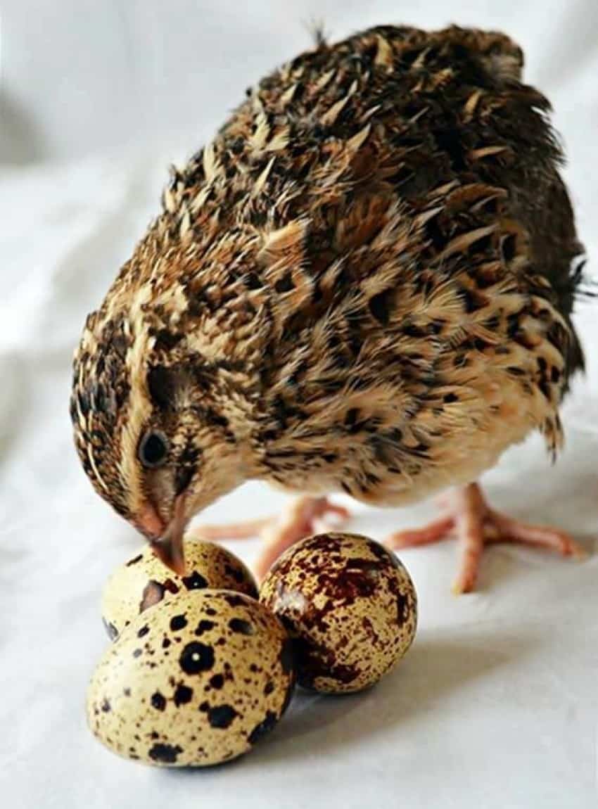 Vindem pui de prepelita, oua si carne de prepelita ️ Mica Publicitate