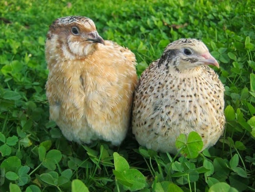 Vindem pui de prepelita si prepelite ouatoare ️ Mica Publicitate