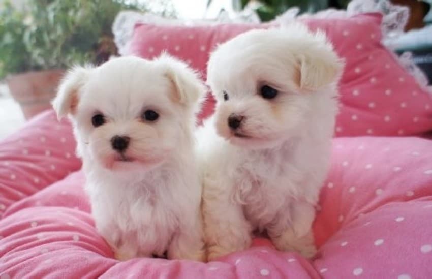 Bichon maltez pui rasa pura toy alb - Mica Publicitate