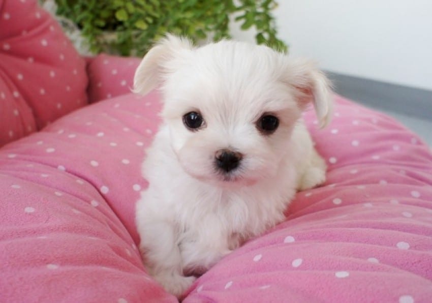 Bichon maltez pui rasa pura toy alb - Mica Publicitate