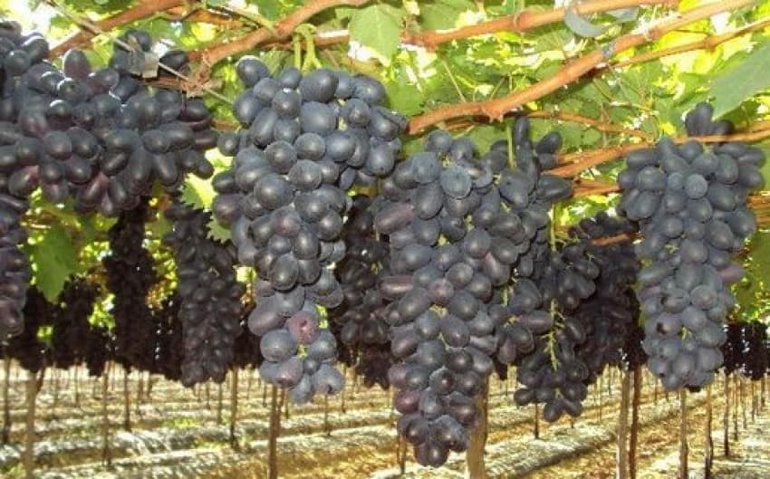 Butasi vita de vie 10+5 gratis-anul2 ️ Mica Publicitate