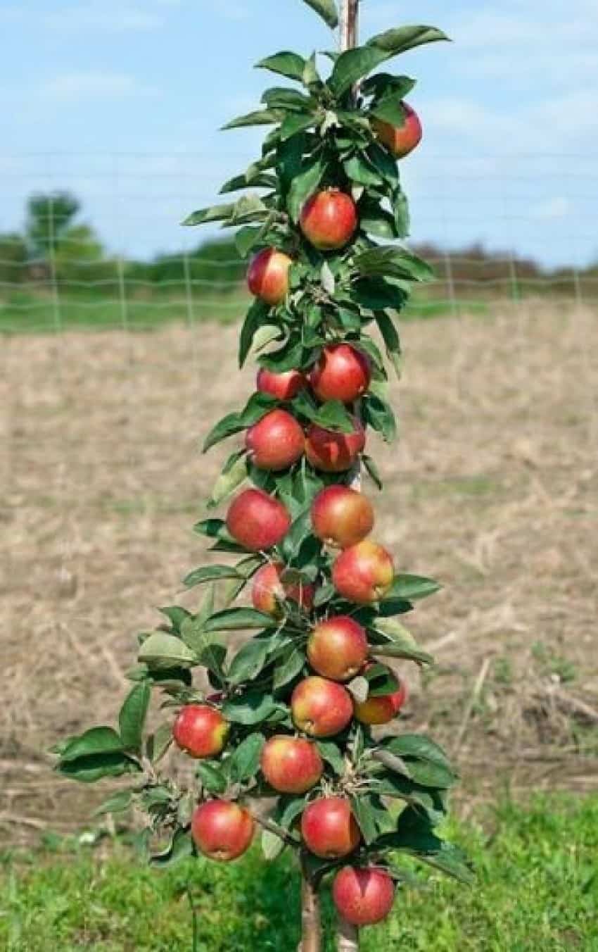 Pomi columnari pitici,meri.ciresi,caisi,nectarin-10+5 gratis ️ Mica ...