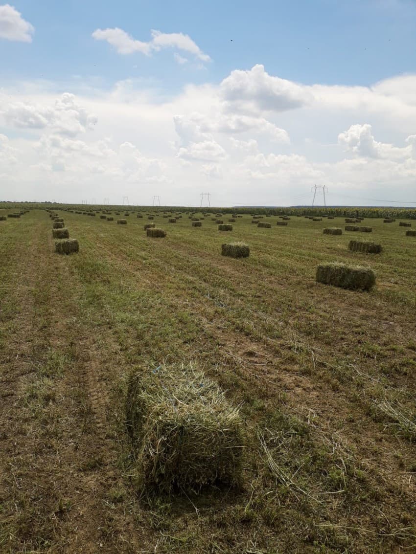 Vand baloti lucerna mici sau mari, orice cantitate - Mica Publicitate