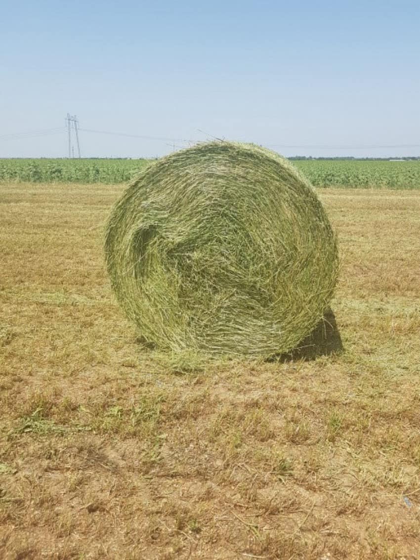 Vand baloti lucerna mici sau mari, orice cantitate - Mica Publicitate