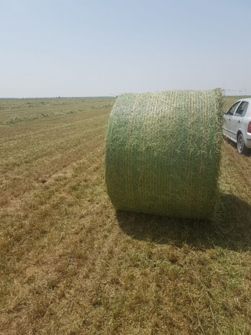 Vand baloti lucerna mici sau mari, orice cantitate - Mica Publicitate