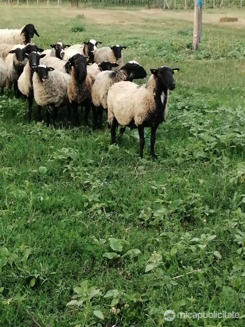 Vand 6 oi carabase sarbesti si Romanov ️ Mica Publicitate