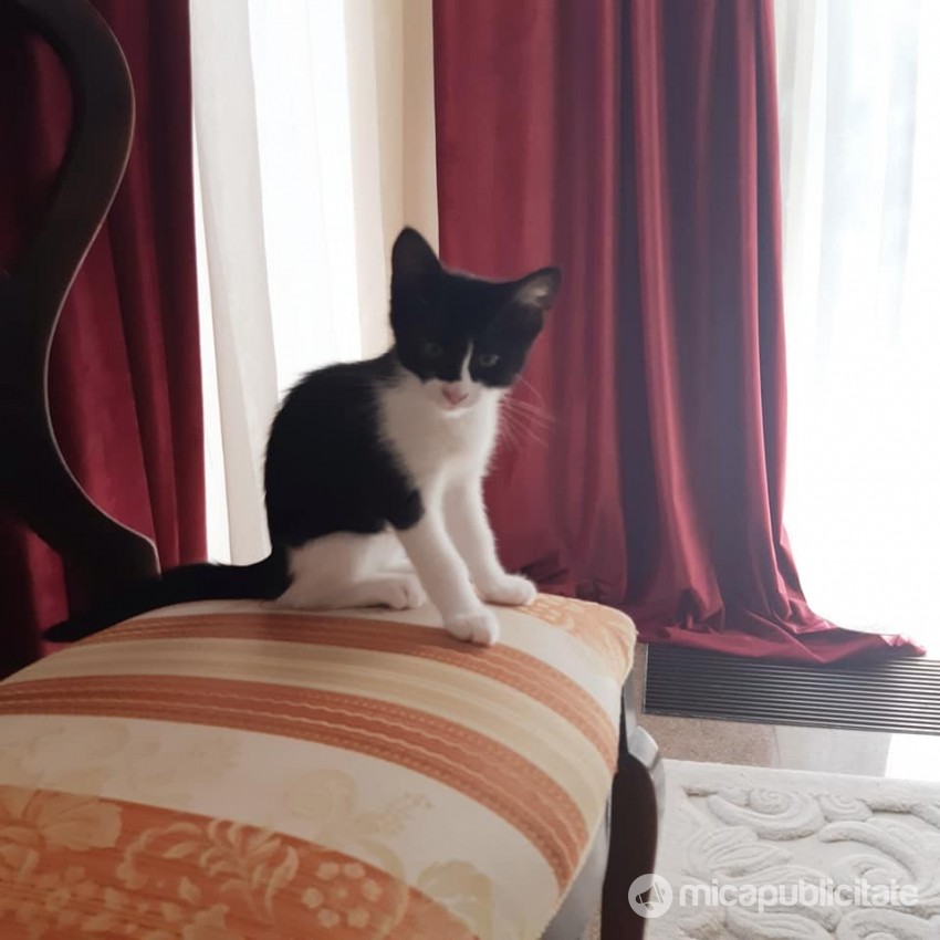 Spre adoptie pisici adroi-zoo - pisicute spre adoptie